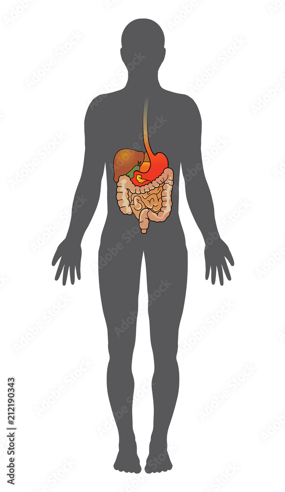 The human digestive system. Illustration anatomy body. Stock Vector ...