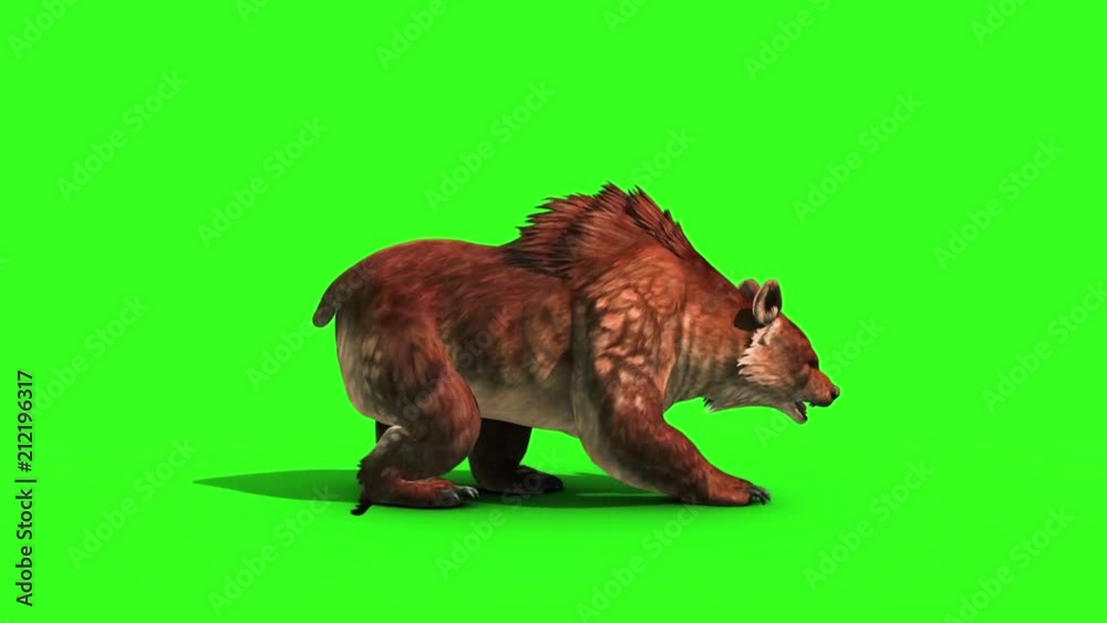 Brown Bear Walkcycle Side Green Screen 3D Rendering Animation Loop ...