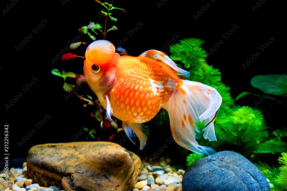Crown Pearlscale Goldfish