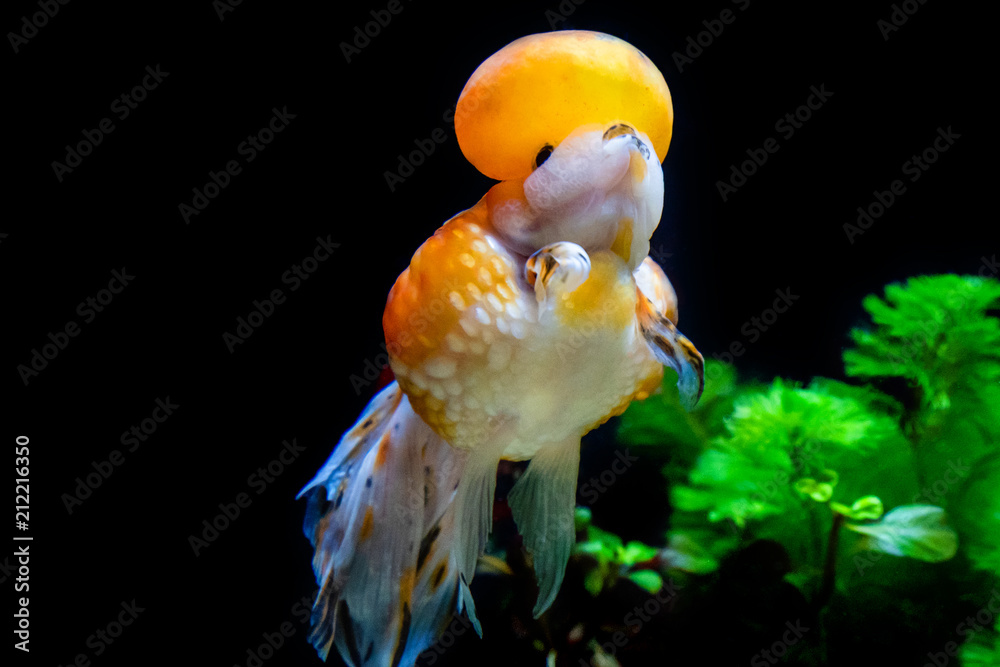 Crown Pearlscale Goldfish