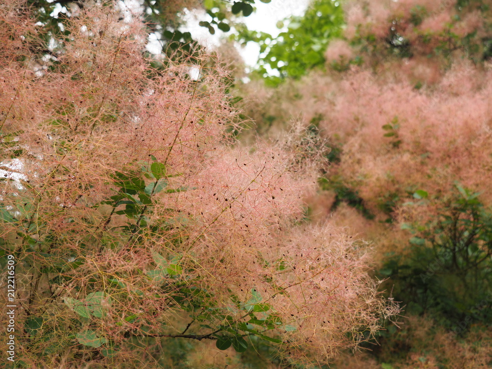 Cotinus coggygria (Rhus cotinus) - European or Eurasian smoketree ...