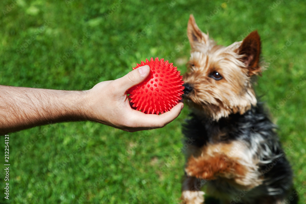 The ball in the hands. A trained dog asking for a ball against a ...