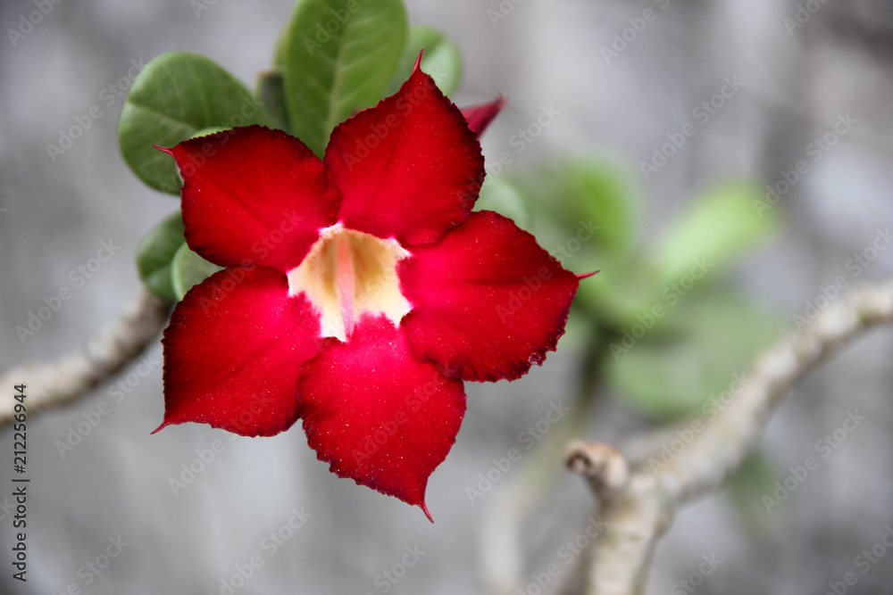 Five Petal Flower Images | Best Flower Site