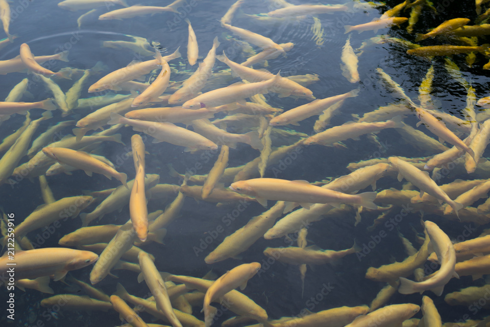 Pound full of amber trout fishes swimming freely in water on fish farm ...