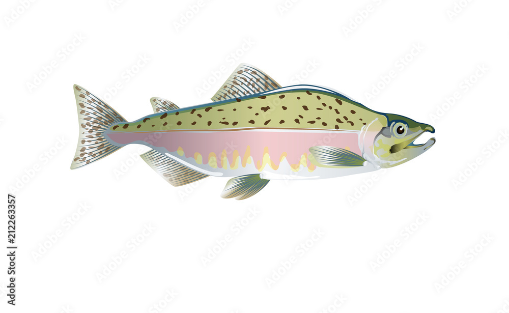 Pink salmon fish. Vector illustration optimized from to be used in ...