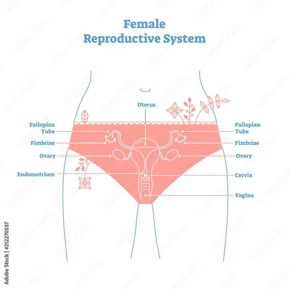 Artistic Style Female Reproductive System Vector Illustration