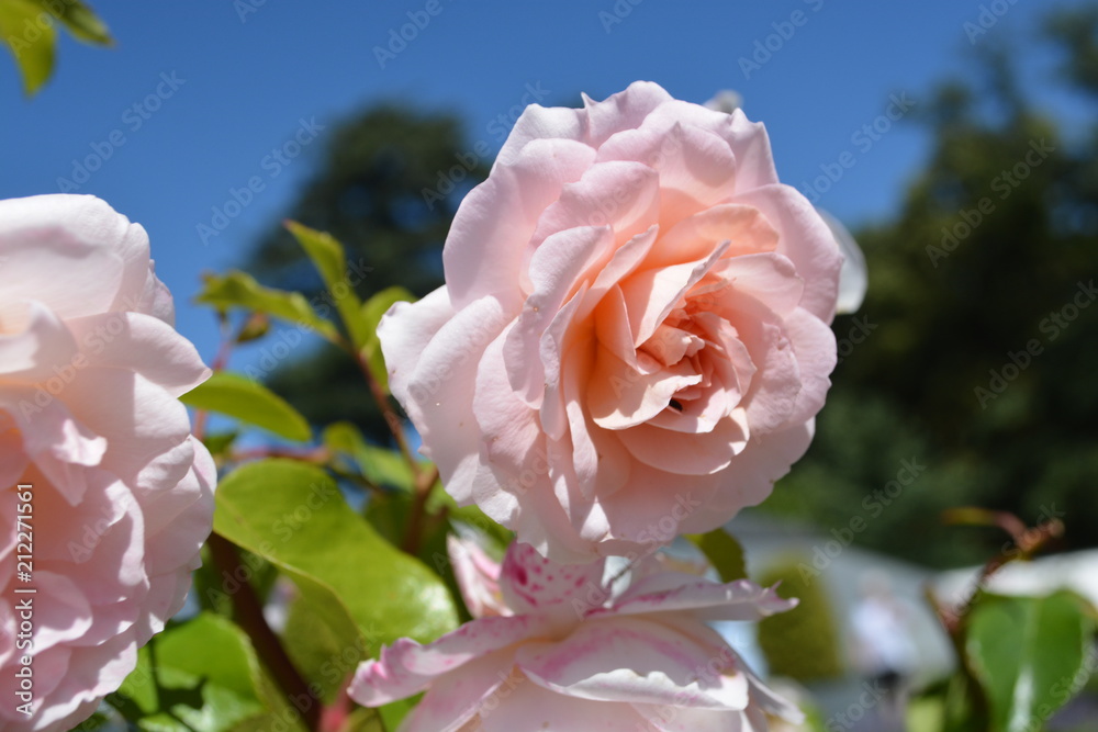 Rose "Schloss Eutin" an der Orangerie in der Rosenstadt Putbus auf ...
