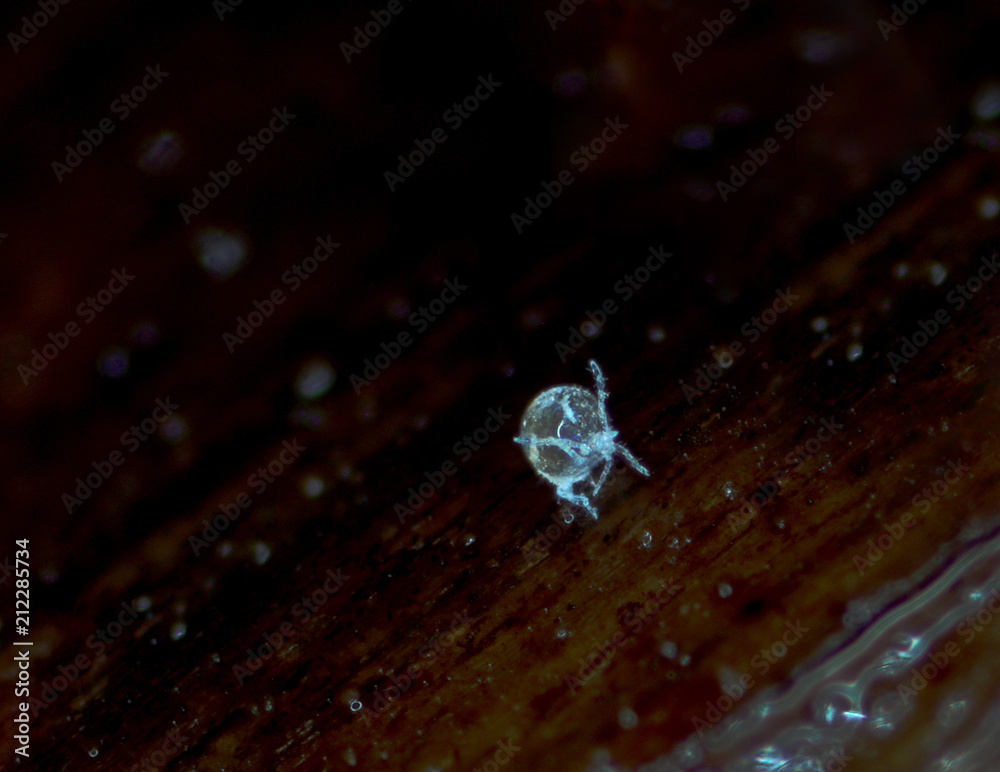 A molted cuticule, or exuviae, of a springtail. Old exoskeleton is left ...