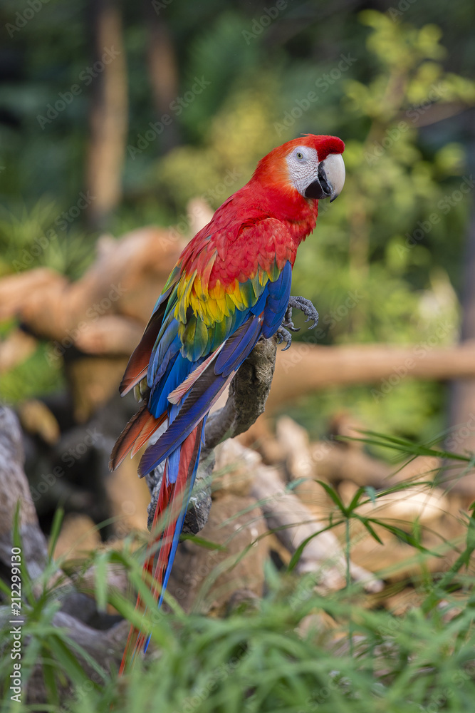 Rainforest Parrot