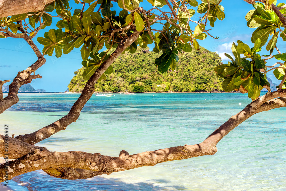 Ficus tree with blue sky background on a sandy beach in the Philippines ...