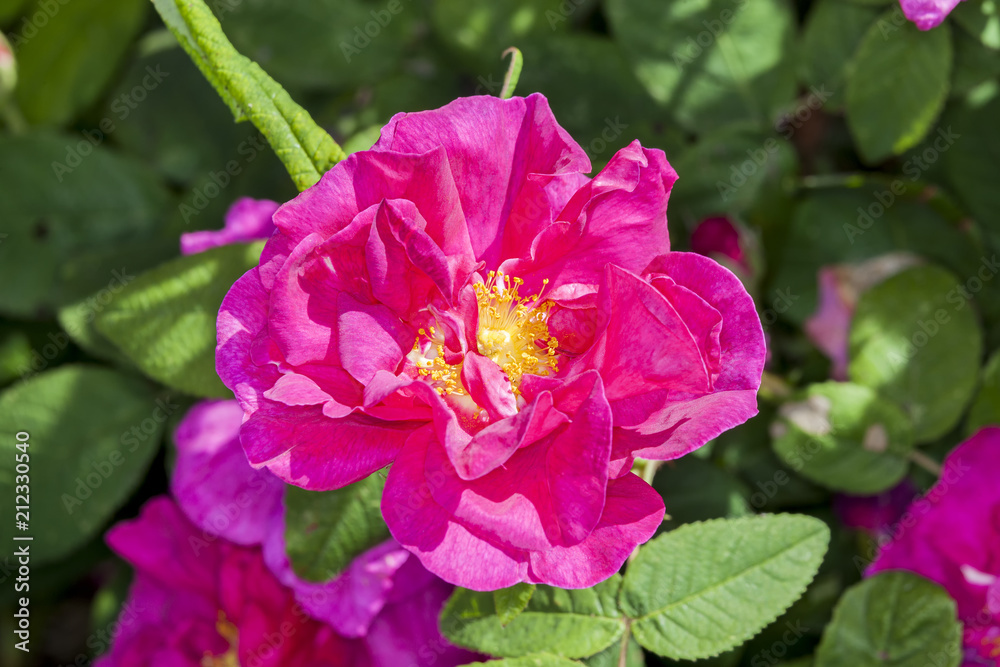 Rose gallica var. officinalis a springtime summer red flower shrub ...