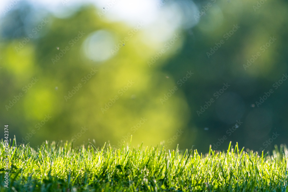 Fresh green grass in a park with an abstract green background Stock ...