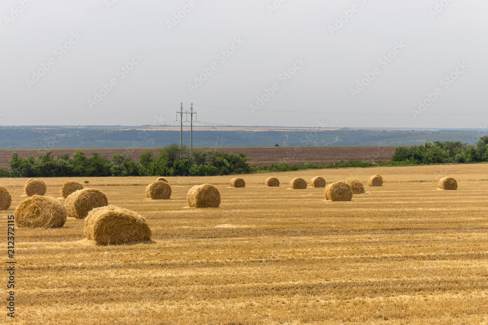 Rolls of hay in field of wheat. Haystacks in farmland. Wheat harvest ...