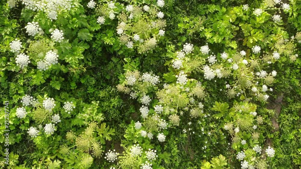 Heracleum, poisonous plant. The sap of it causes phytophotodermatitis ...