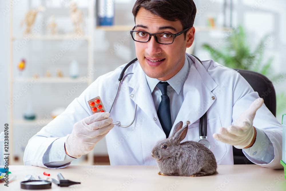 Scientist doing testing on animals rabbit Stock Photo | Adobe Stock