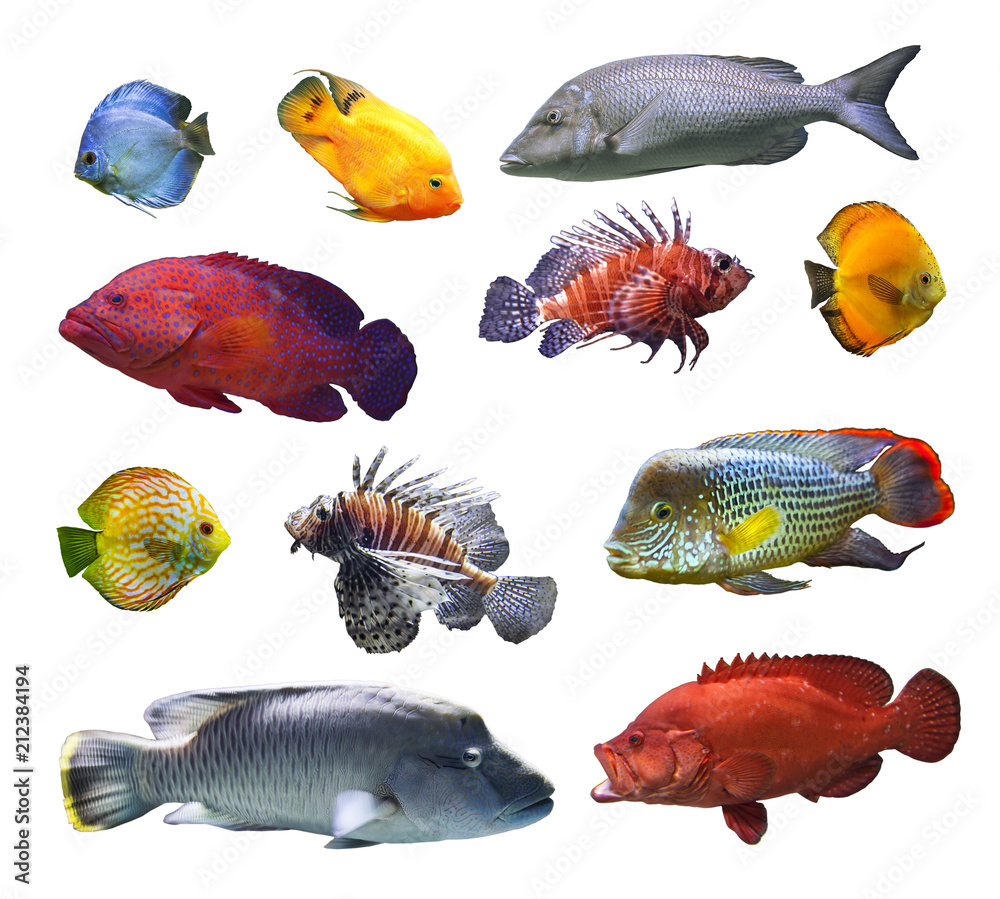 Collage of sea and river fish exotic fish on white background isolated ...