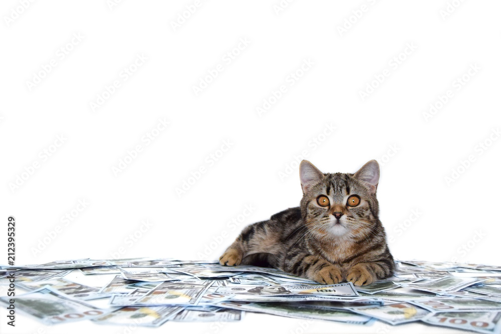Kitten With Money