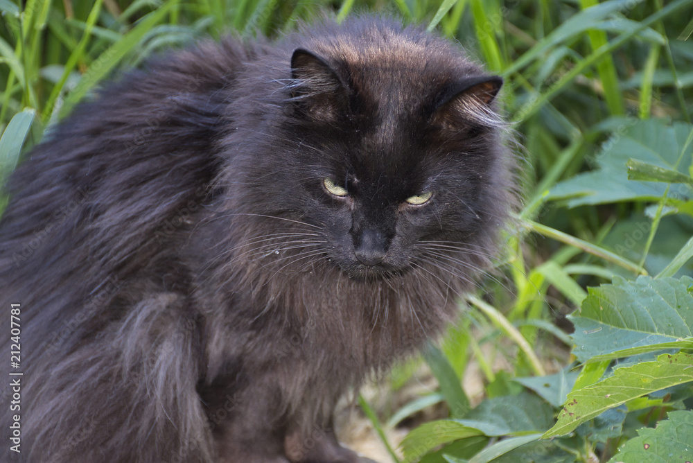 Black Cat Demon