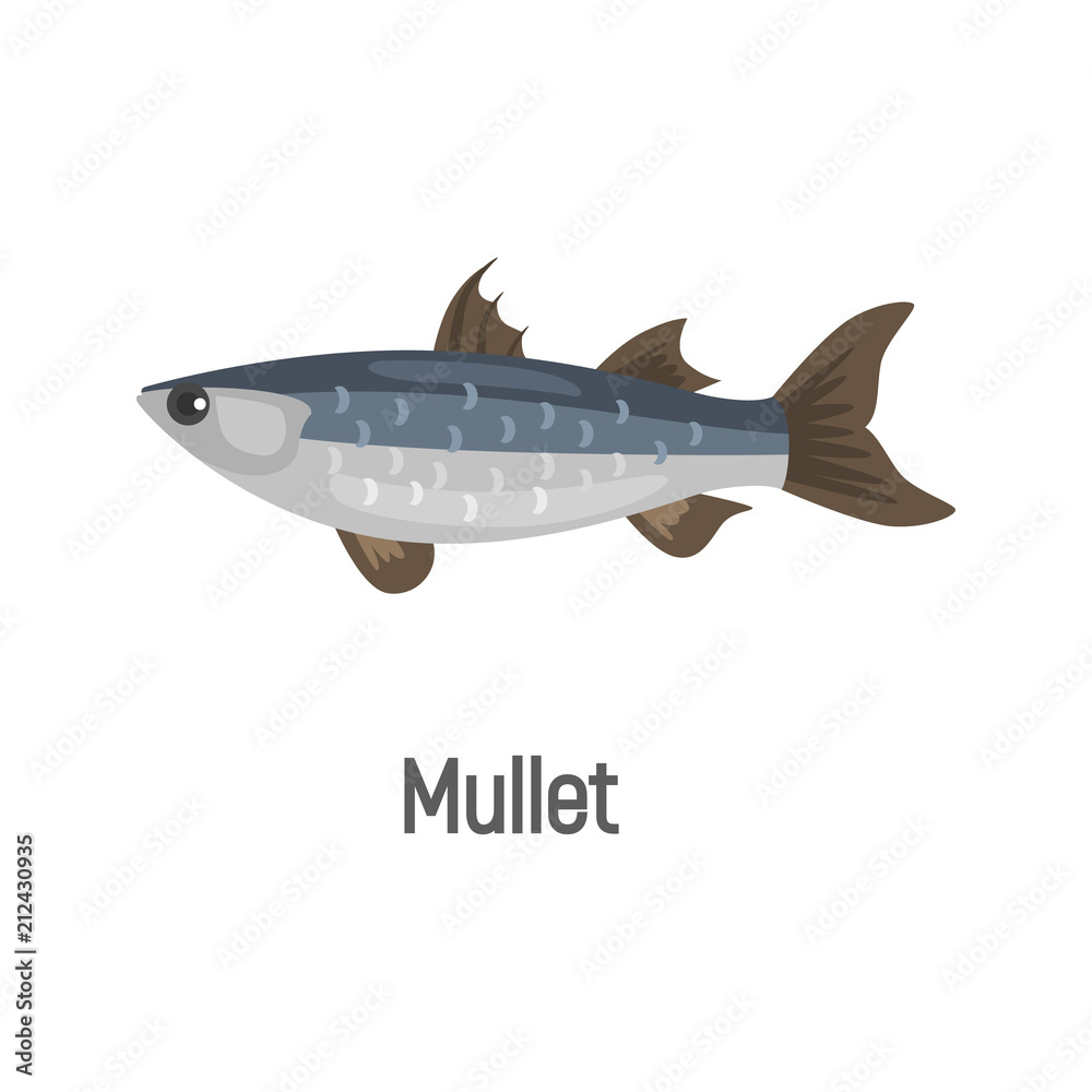 Mullet fish color isolated on white icon Stock Vector | Adobe Stock