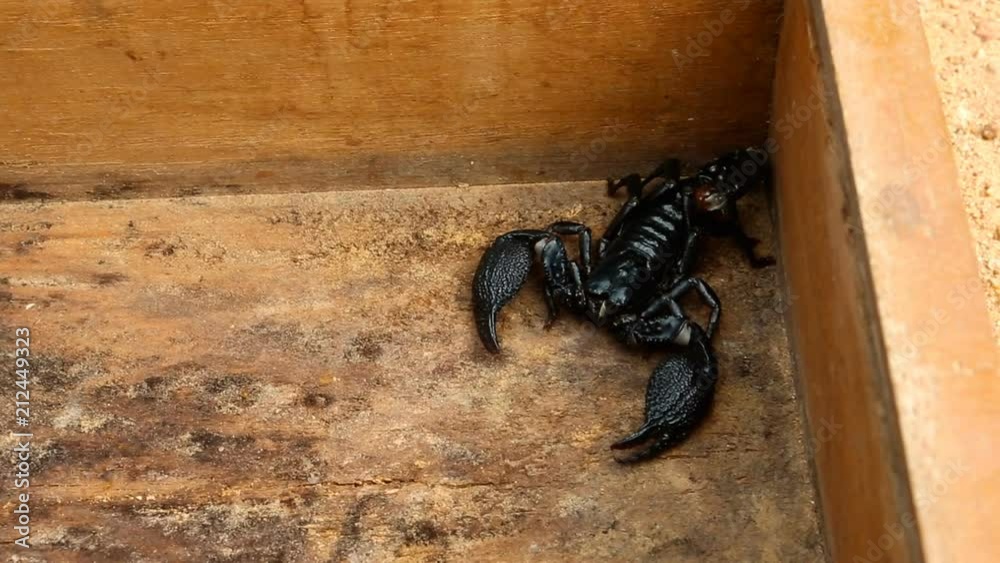 Black Scorpion Insect on Sri Lanka outdoors. The emperor scorpion ...