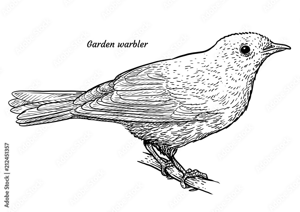 Garden warbler, Sylvia borin illustration, drawing, engraving, ink ...