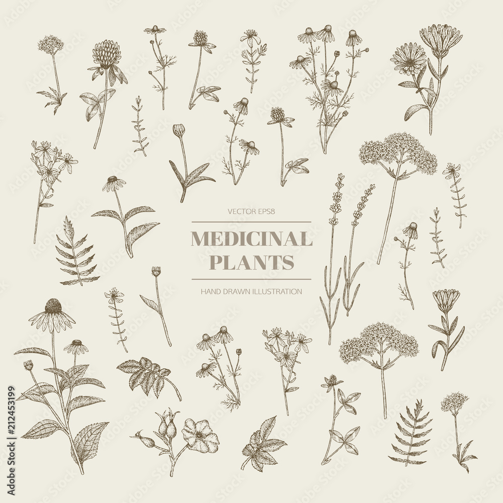 Medicinal herbs. Stock Vector | Adobe Stock