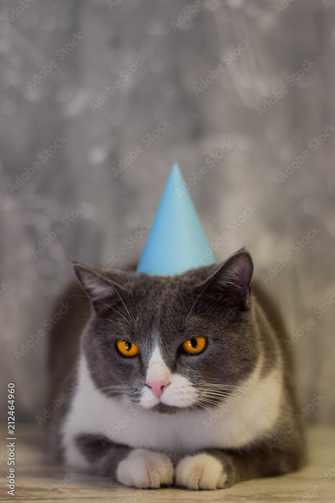 Angry Cats In Birthday Hats