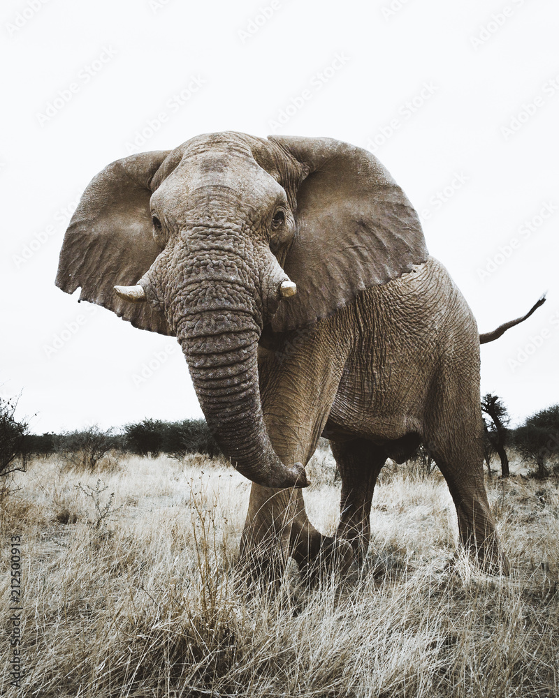 Raging. Stock Photo | Adobe Stock