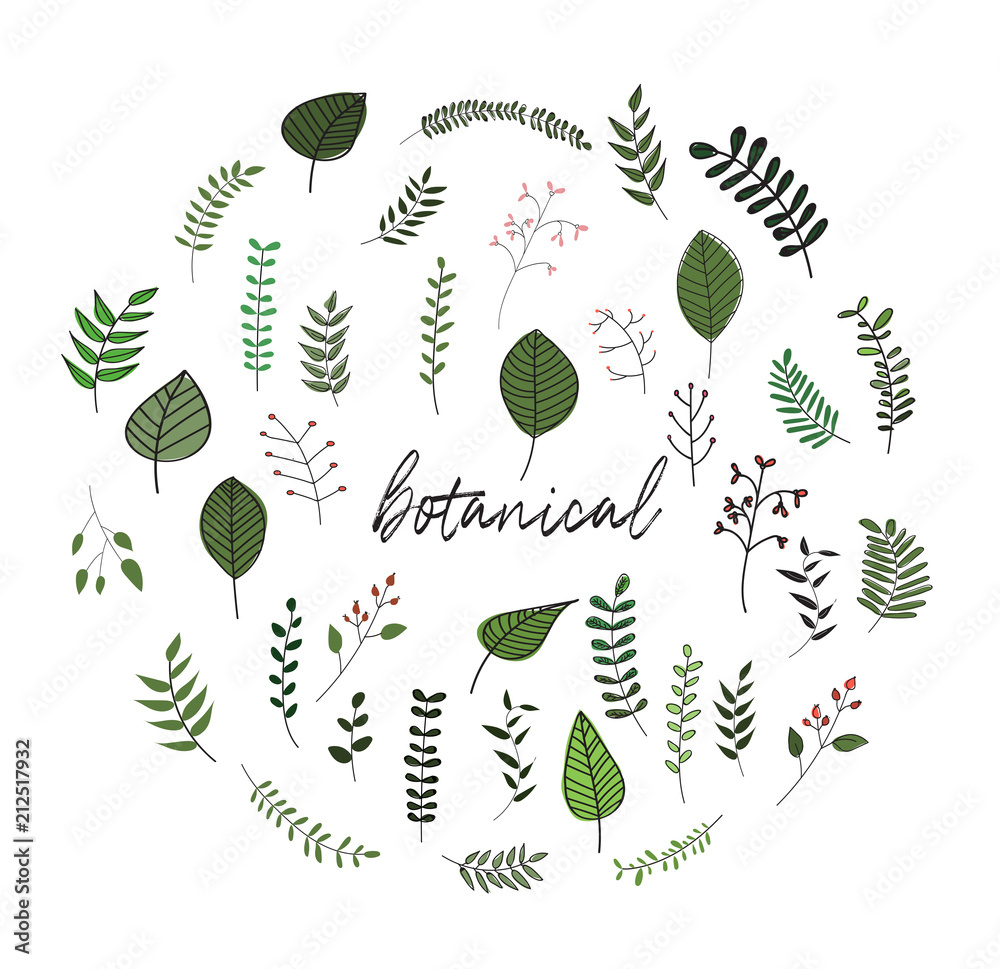 vector botanical doodles illustration elements. hand drawn drawing ...