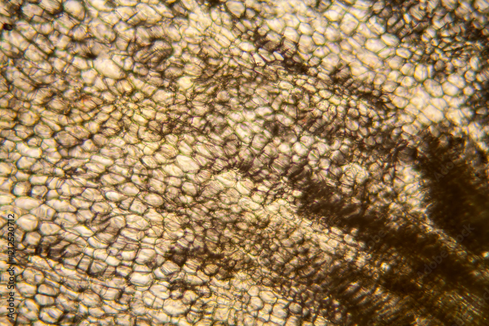 Onion root cells at the microscope Stock Photo | Adobe Stock