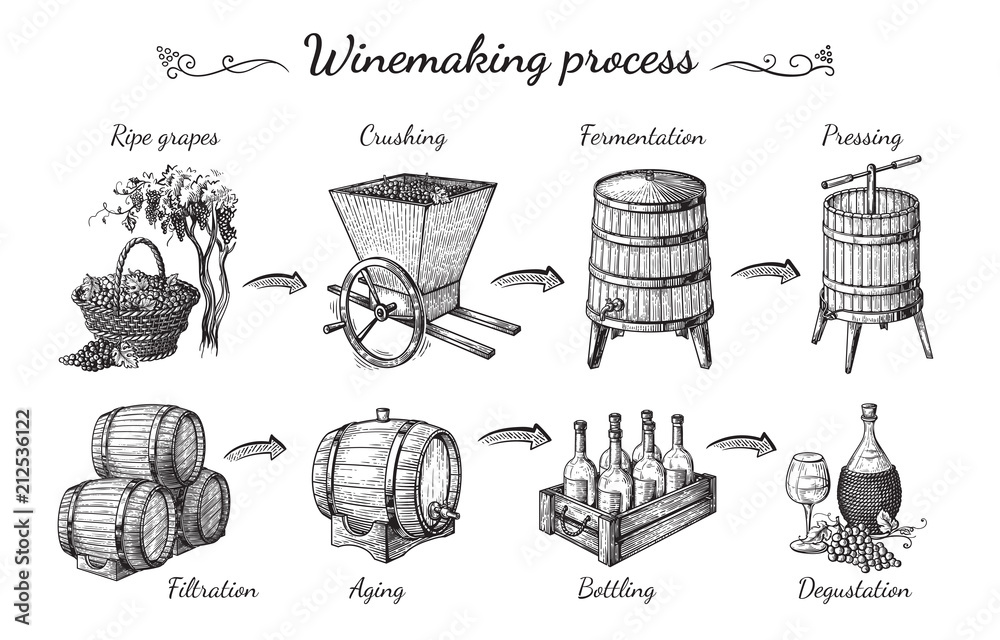 process of wine production. Vector sketch illustration Stock Vector ...