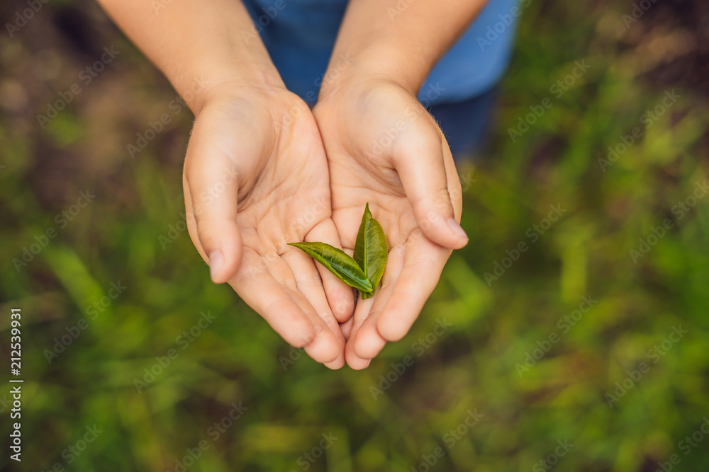 Child's hands picking up tea leaves at a tea plantation for product ...