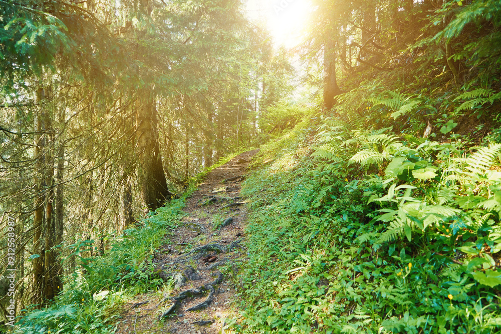 Wanderweg im Wald mit Sonne im Sommer Stock Photo | Adobe Stock