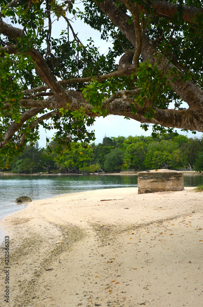 An enormous tree growing over a tranquil beach in Fiji. A large rock ...