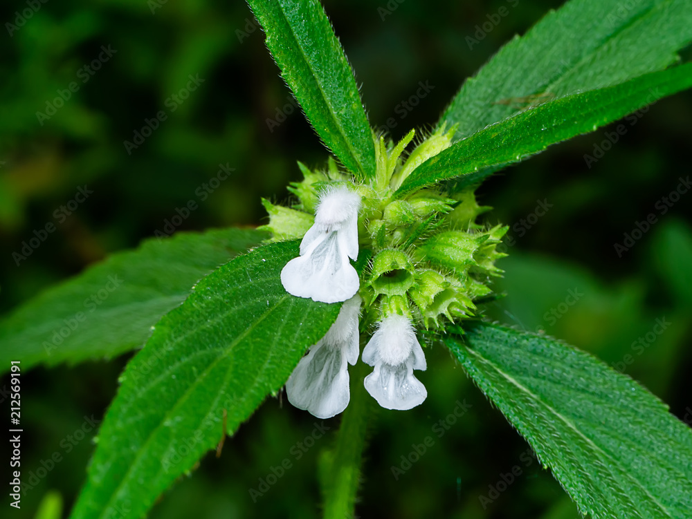 Leucas aspera plant Stock Photo | Adobe Stock