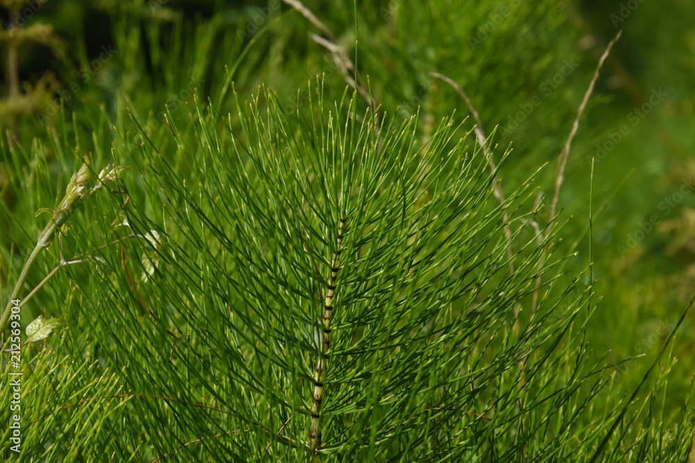 Horsetail (Equisetum) healing plant bunch background. Equisetum arvense ...