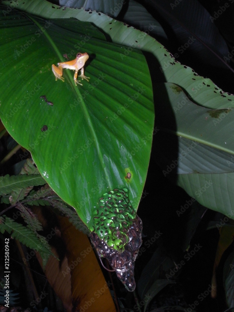 Yellow Treefrog, Dendropsophus microcephalus, Small headed Treefrog ...