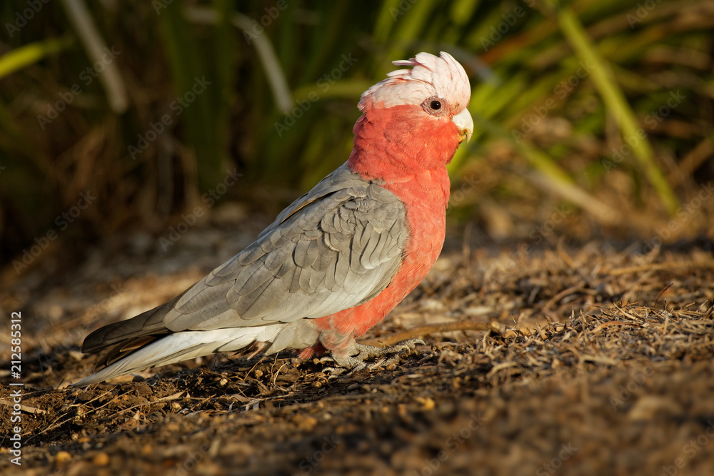 Grey Cockatoo