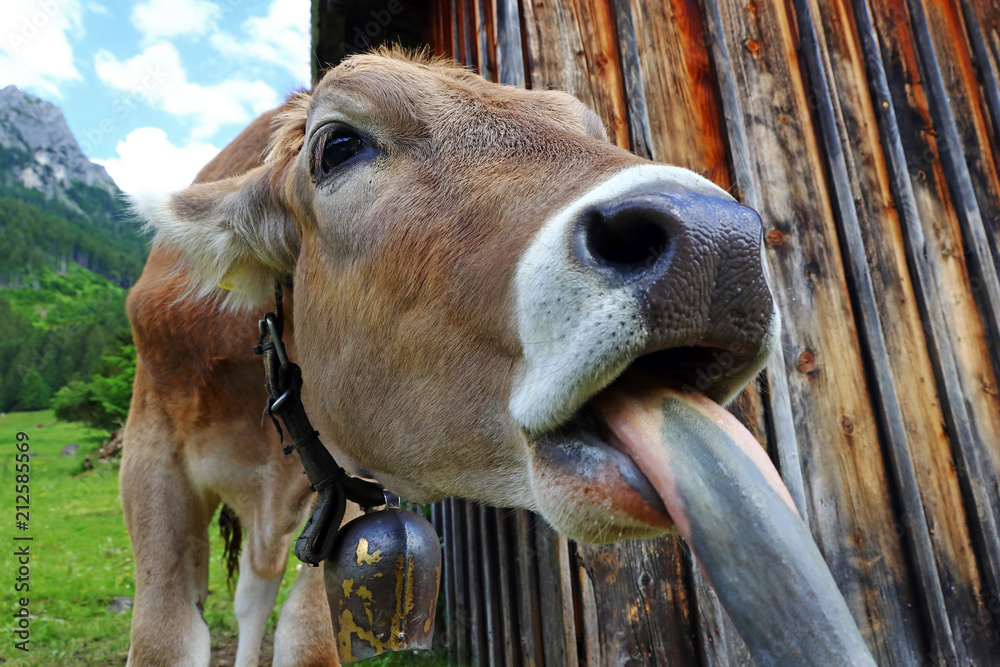 Eine Kuh streckt ihre lange Zunge heraus Stock Photo | Adobe Stock
