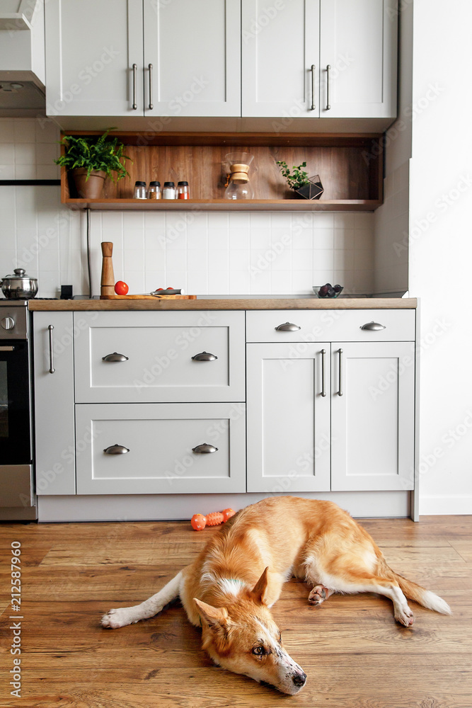 cute golden dog sitting at stylish light gray kitchen interior with ...