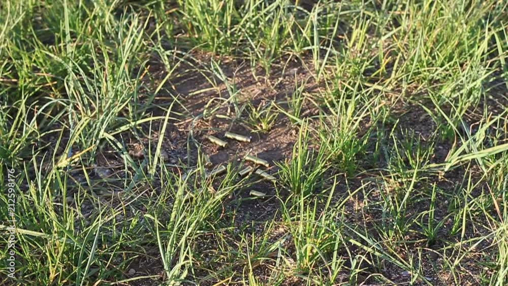 Empty bullet casings hit the grass. Shells are from a semi automatic ...