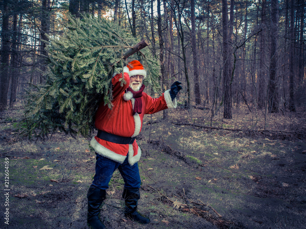Christmas Tree Delivery. Santa Claus with real green christmas tree in ...