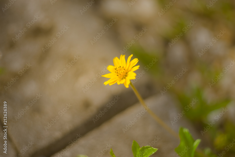 Blurred image of Wedelia trilobata ,Sphagneticola trilobata (Creeping ...