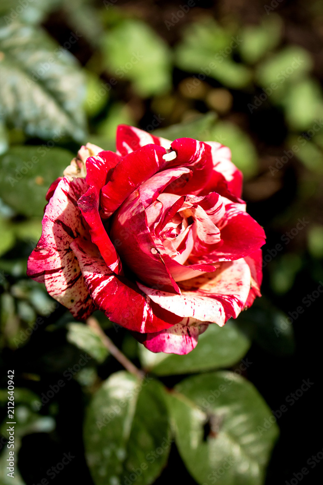 Rose Flower Images To Color