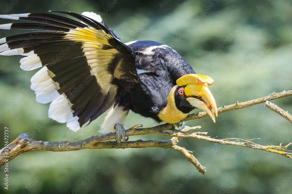 Closeup portrait of a Great hornbil, great Indian hornbill or great ...