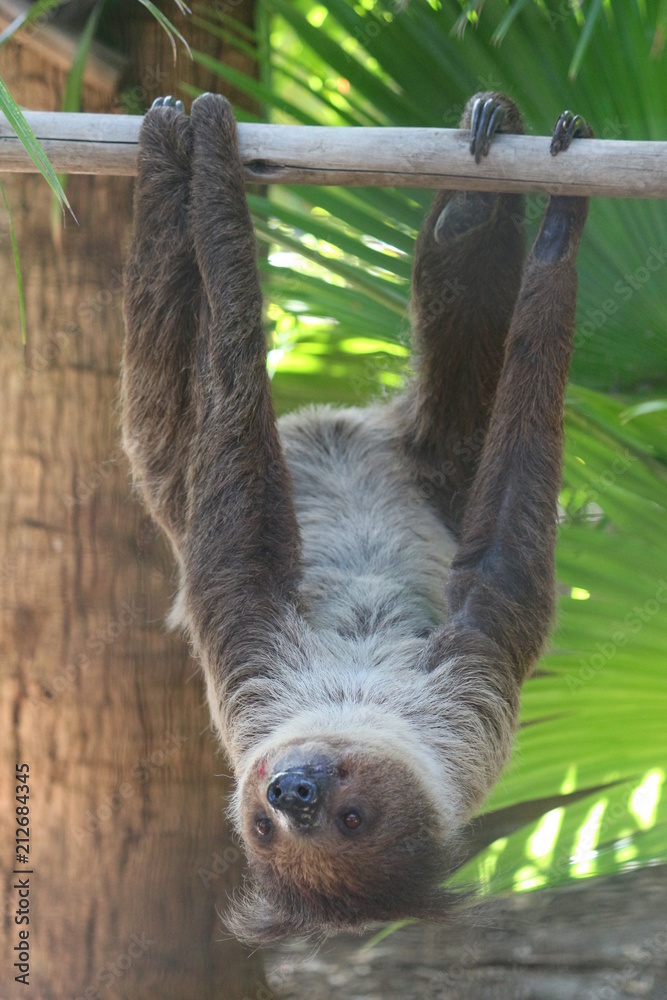 Sloth Upside Down