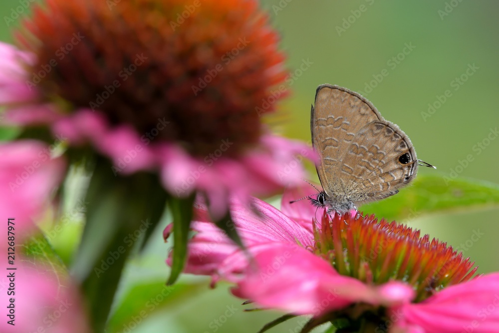 Butterfly from the Taiwan (Prosotas nora formosana) Small ripple ...