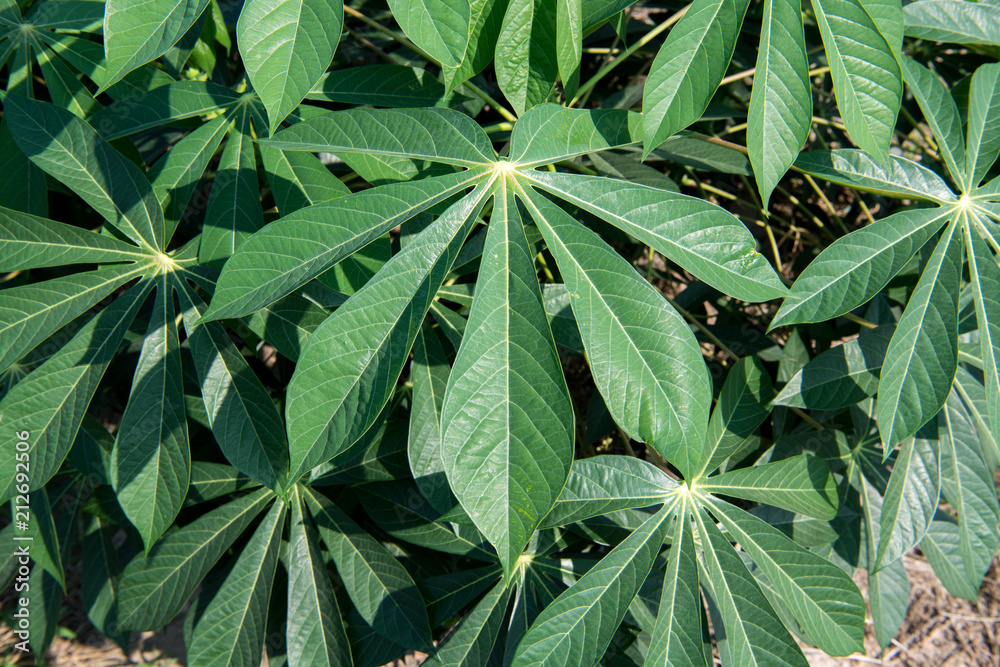 Tapioca industry in Lopburi province, Thailand. Tapioca is a starch ...