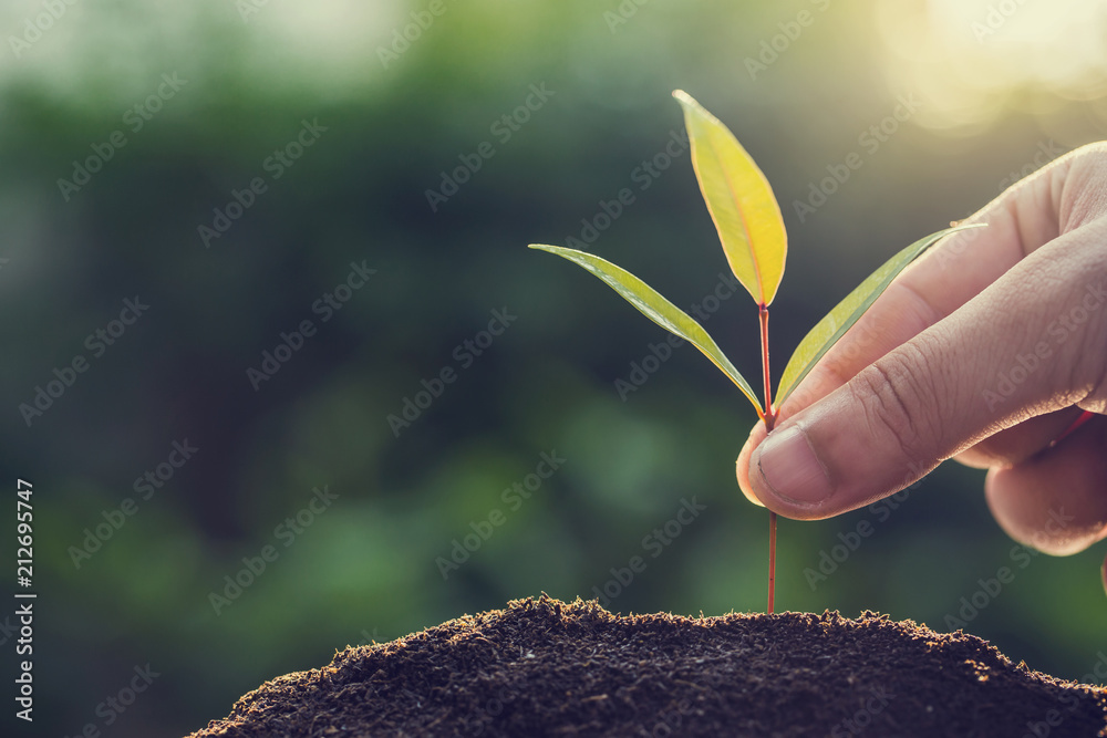 Foto de trees growing seedlings in hands. Bokeh green Background Female ...