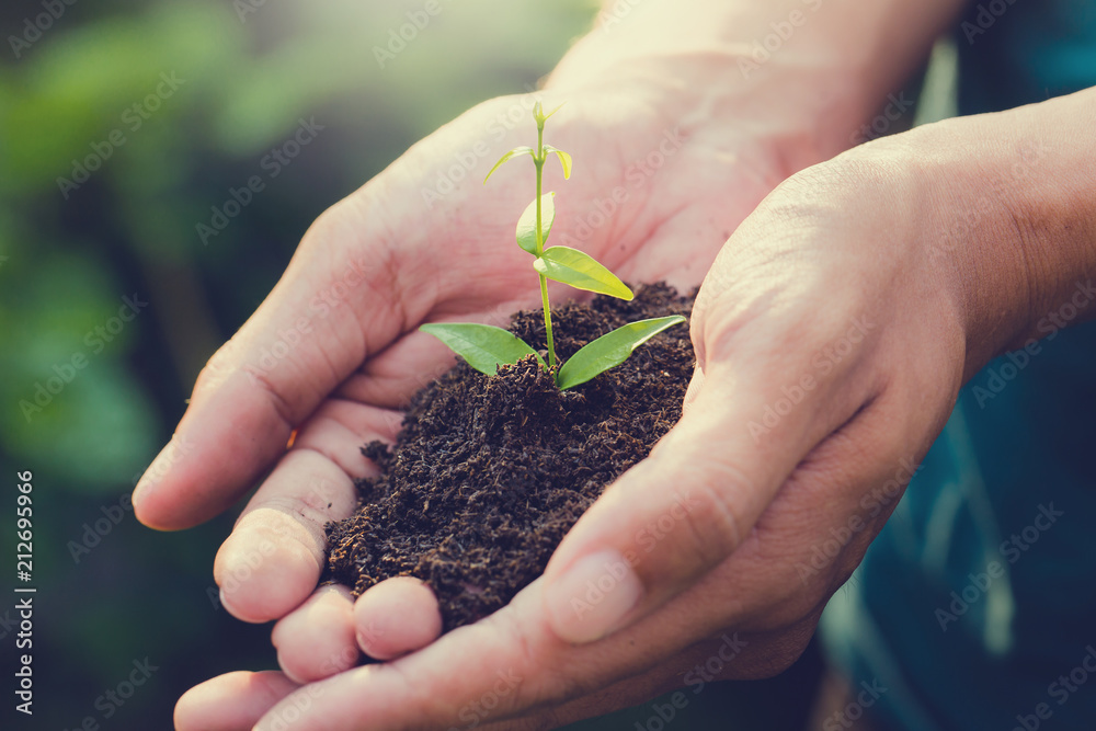 trees growing seedlings in hands. Bokeh green Background Female hand ...